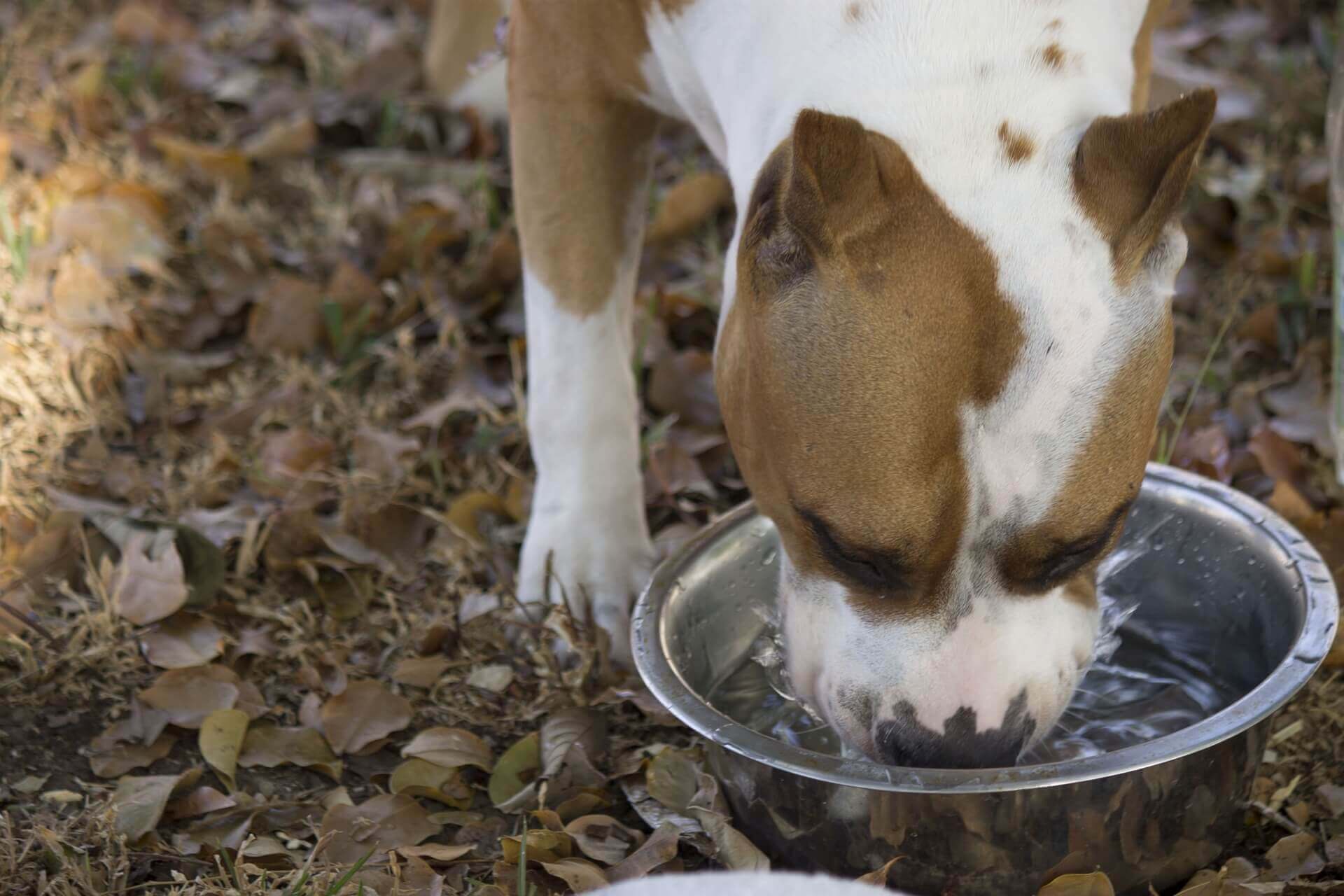Helping Dogs Beat the Heat | Companion Animals - PETA Asia