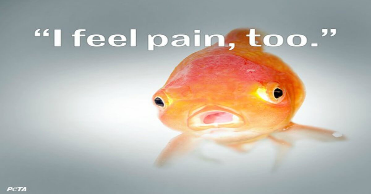 10 Reasons Not to Eat Fish