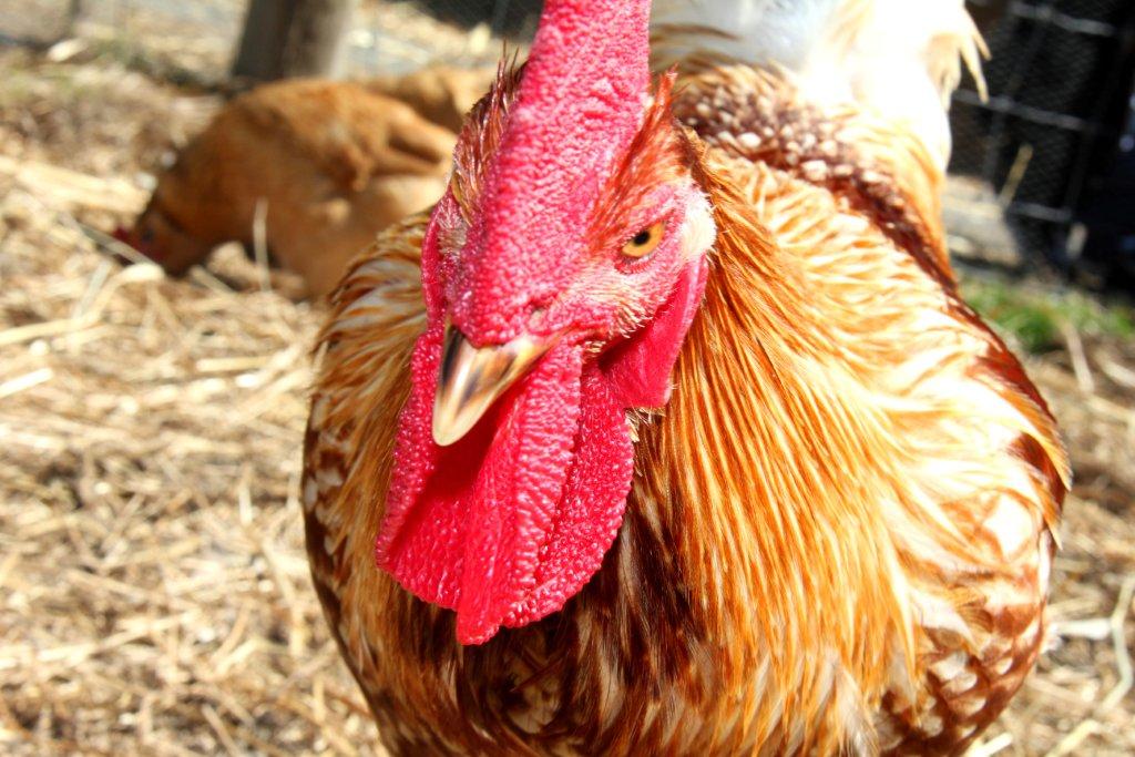 Animals Used for Food - Issues - PETA Asia