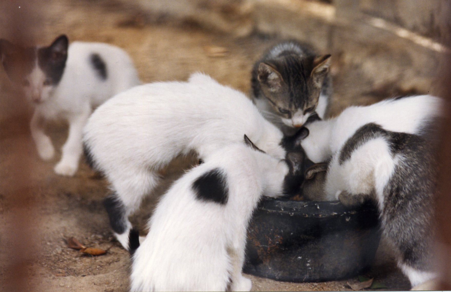 Companion Animal Overpopulation | Companion Animals - Issues - PETA Asia