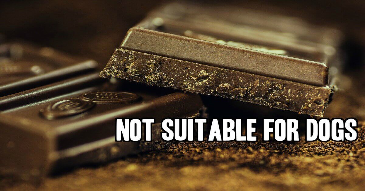 11 Festive Foods You Should Never Feed To Your Dog | Companion Animals