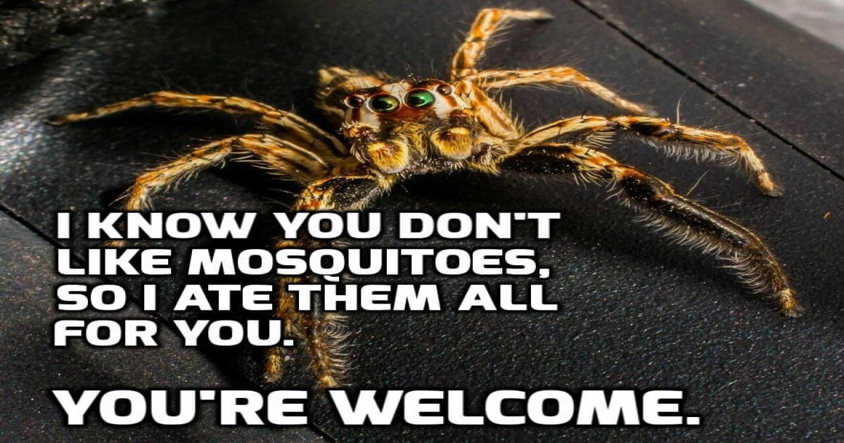 Wolf Spider Memes Wolf Spider GIFs Find & Share On GIPHY