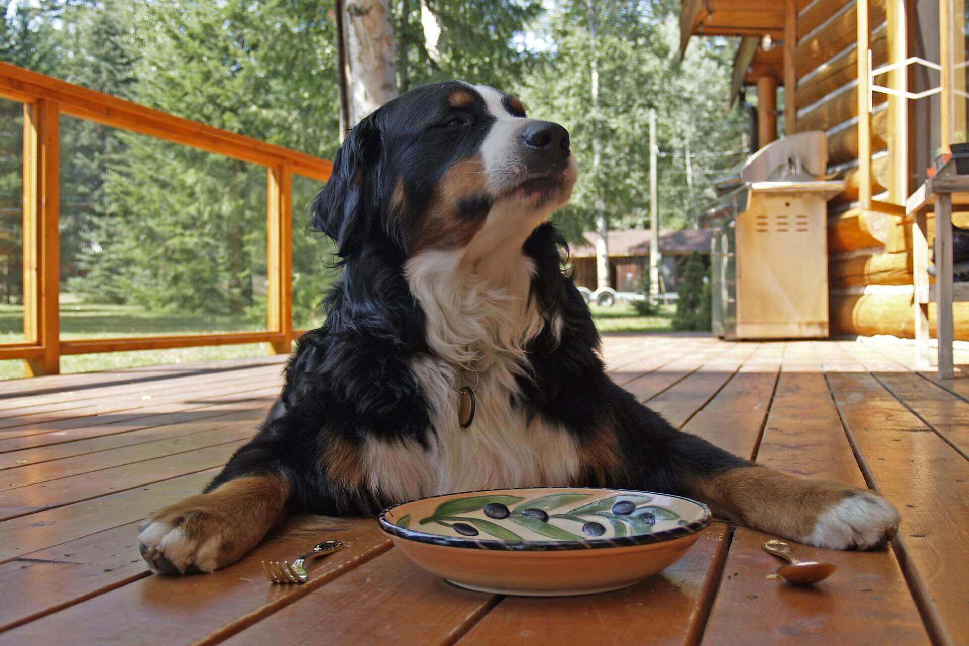 Foods You Can Share With Your Dog | Companion Animals - PETA Asia