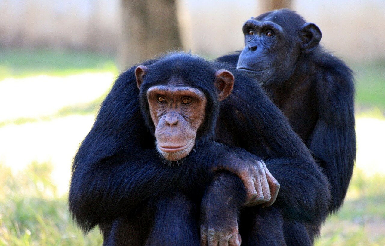 Chimpanzee Escapes Japanese Zoo and Runs for His Life - News - PETA Asia
