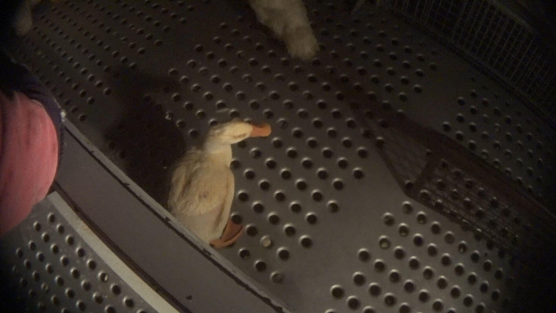 Ducks Kicked, Slammed Against Walls for Meat and Down - News - PETA Asia