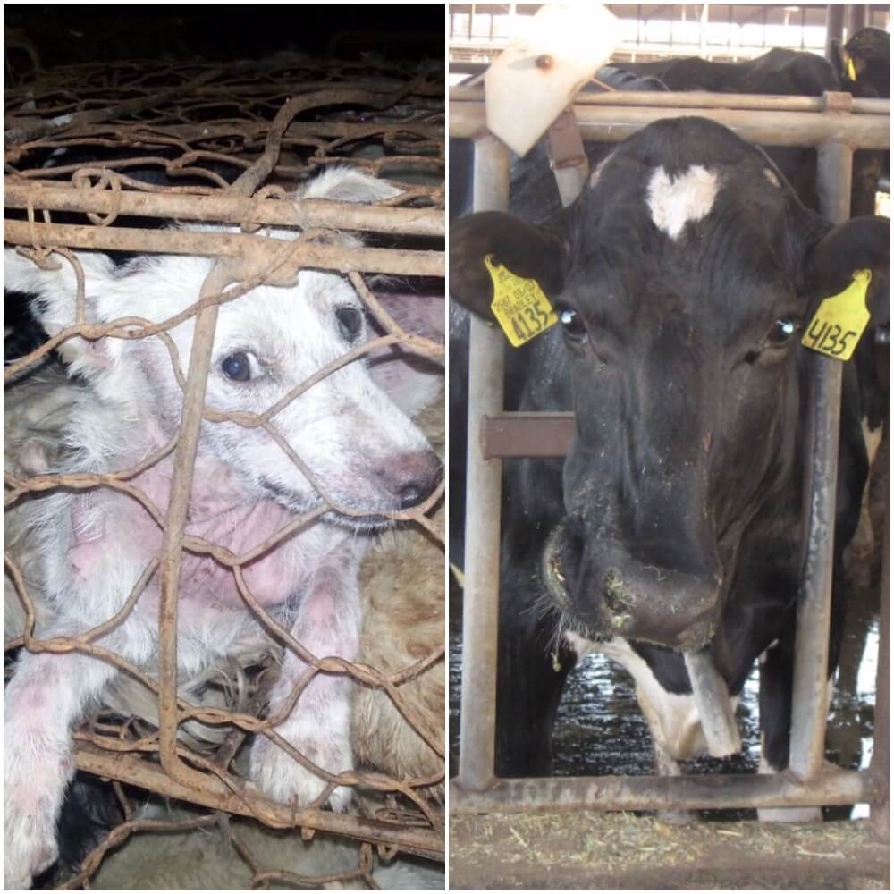 Do These Photos From the Yulin Dog-Eating Festival Look Familiar?