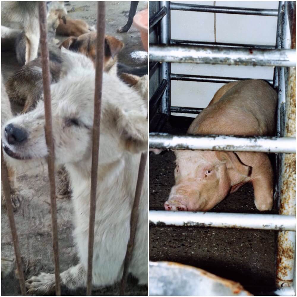 Do These Photos From the Yulin Dog-Eating Festival Look Familiar?