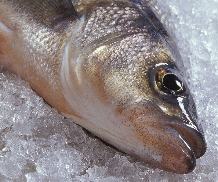 Japanese Ice Rink Horror: 5,000 Fish Frozen into Ice - News - PETA Asia