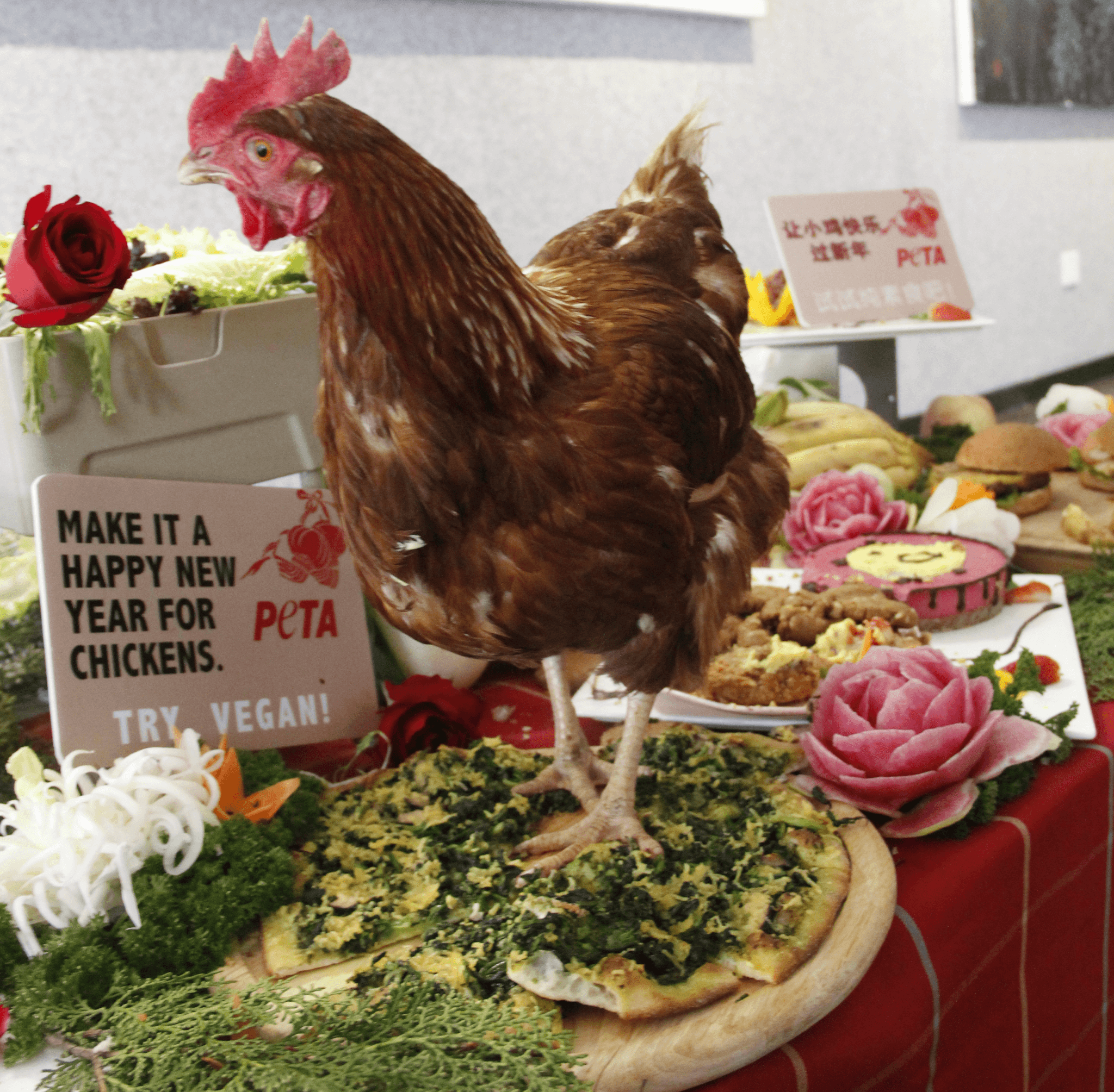 Rescued Chicken Celebrates Chinese New Year With Vegan Feast