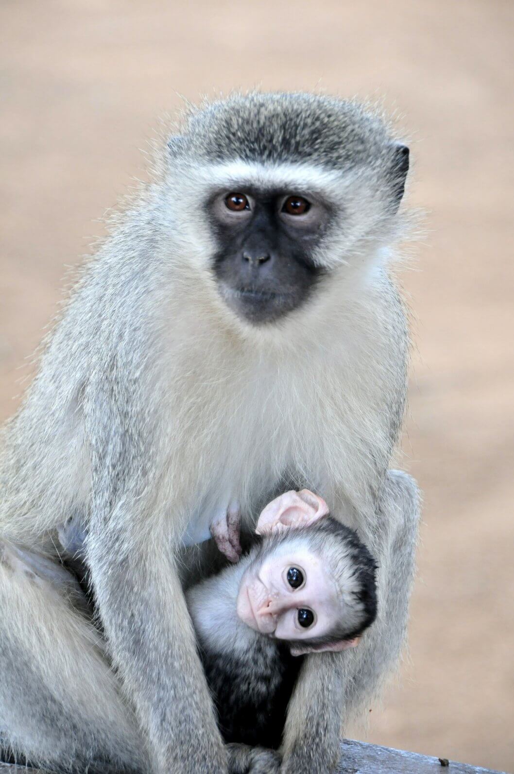 10 Cute Pics of Mom Animals - News - PETA Asia