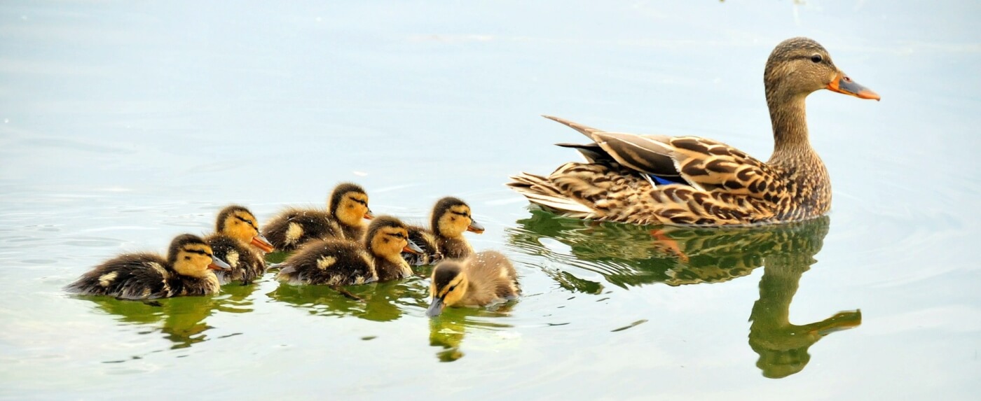 10 Cute Pics of Mom Animals - News - PETA Asia