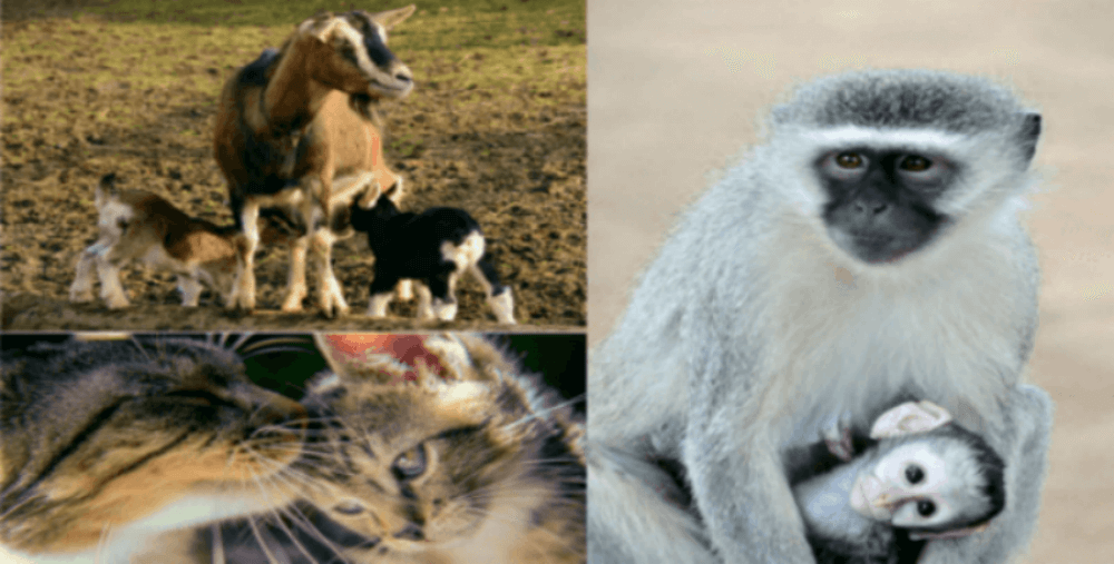 10 Cute Pics of Mom Animals - News - PETA Asia