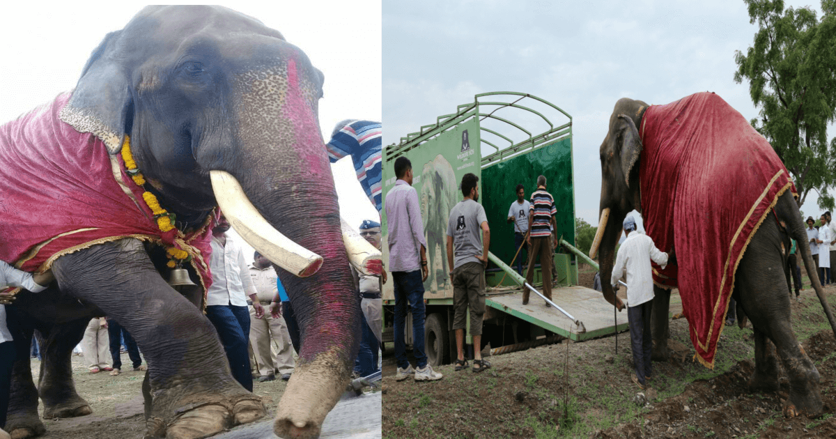 Victory: PETA Campaign Frees Chained Elephant Gajraj After Over 50 ...