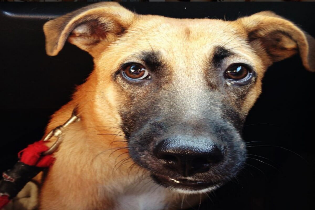 Help PETA Save Cats and Dogs in the Philippines