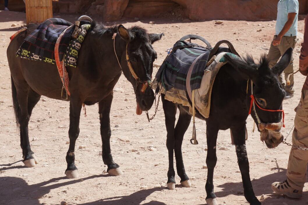 Take Action: Help Horses, Donkeys, Mules, and Camels in Jordan
