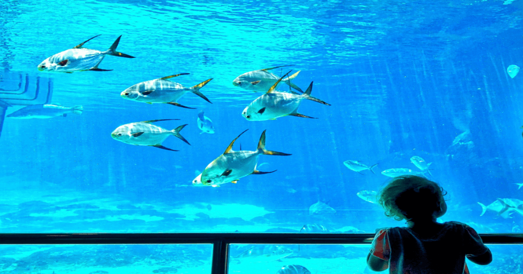 Horror: More Than 1,000 Fish Found Dead at Japanese Aquarium