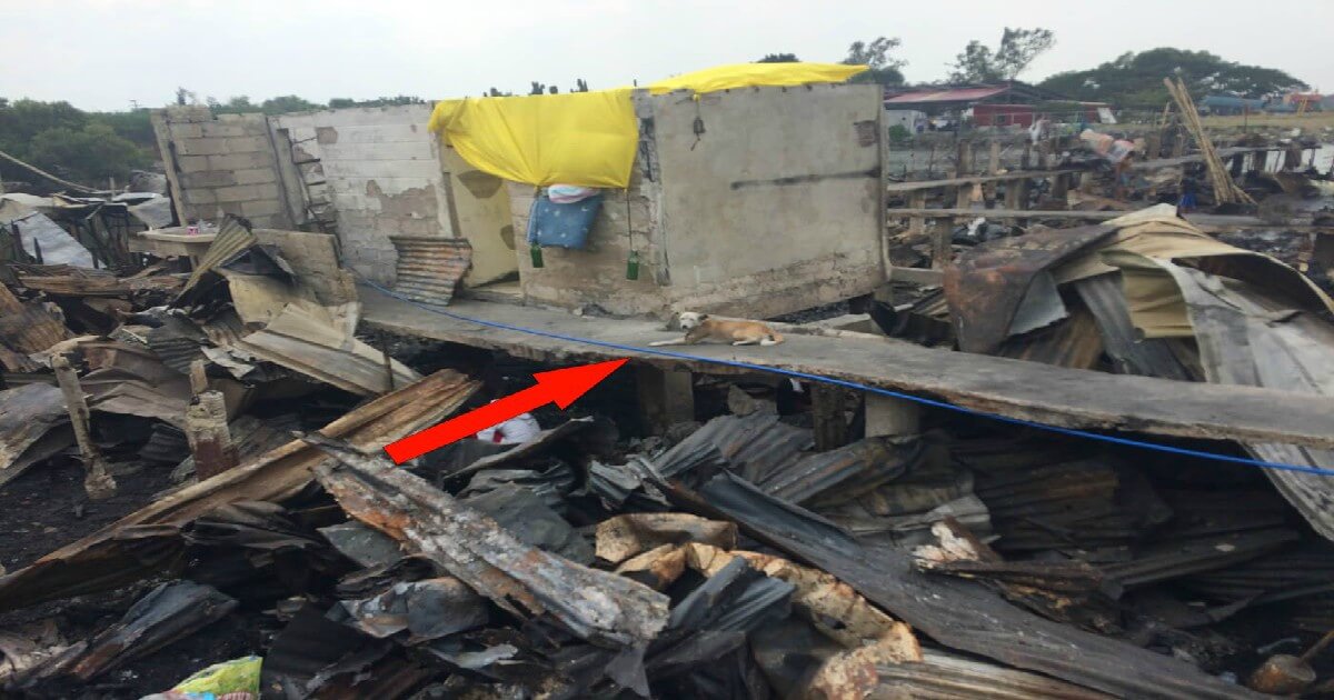 PETA Rushes to Help Animals After Disastrous Fire Breaks Out in the ...