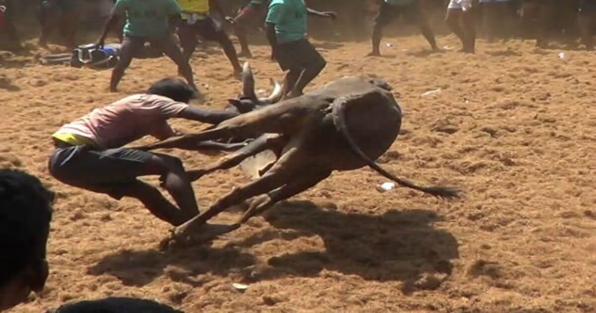 Victory: Cruel Bull-Chasing Competition in Malaysia Canceled After PETA ...