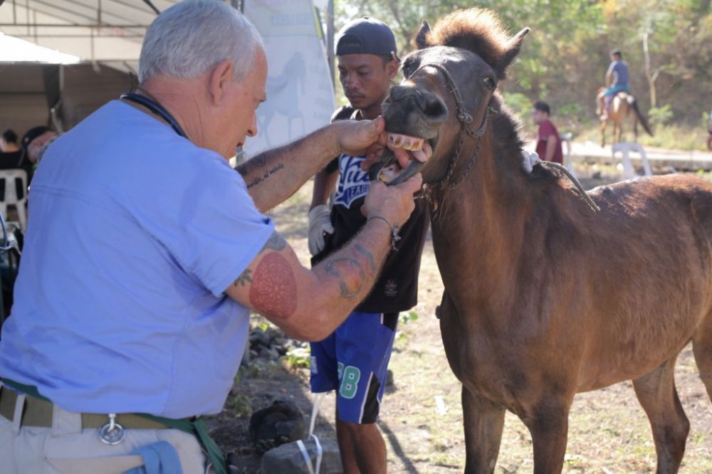PHOTOS: Hundreds of Overworked Horses Receive Veterinary Care on ...