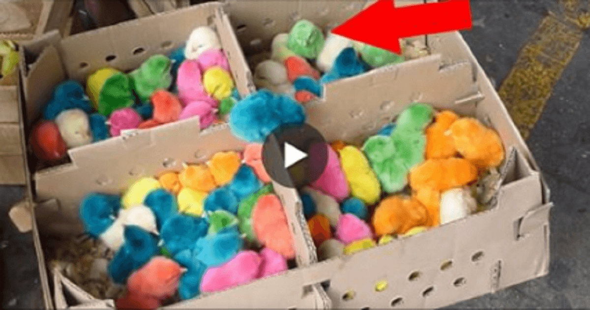Horrific Video Shows Baby Chicks Roughly Tossed, Dyed Bright Colors