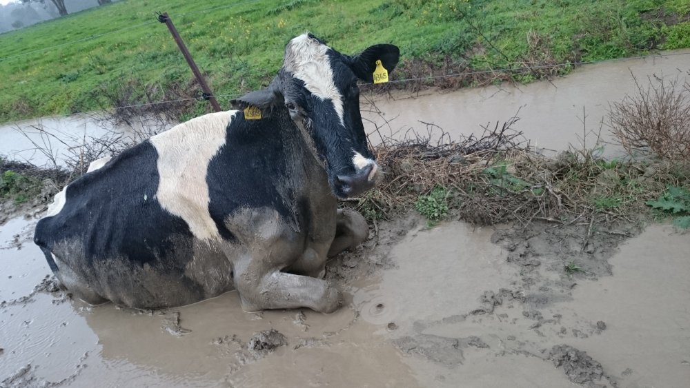 Calves Killed With Hammers, Cows Dragged on Australian Dairy Farm