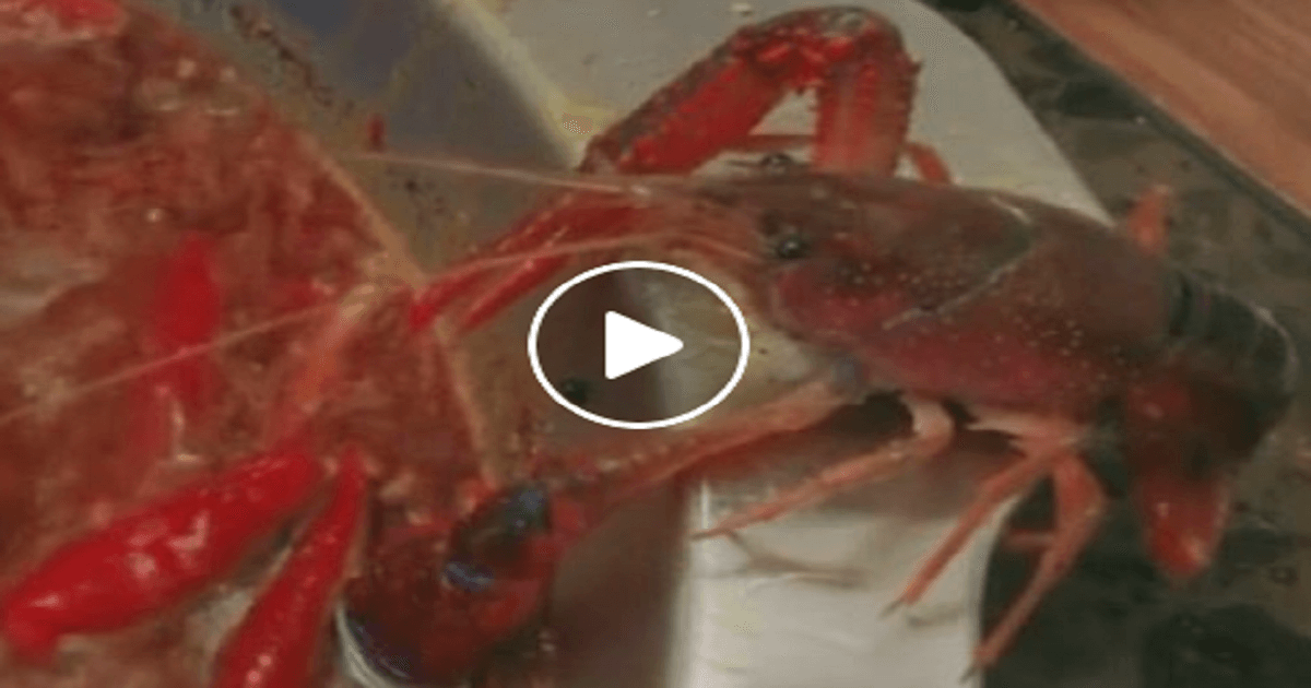 VIDEO: Crayfish Removes His Own Claw to Escape a Boiling Pot