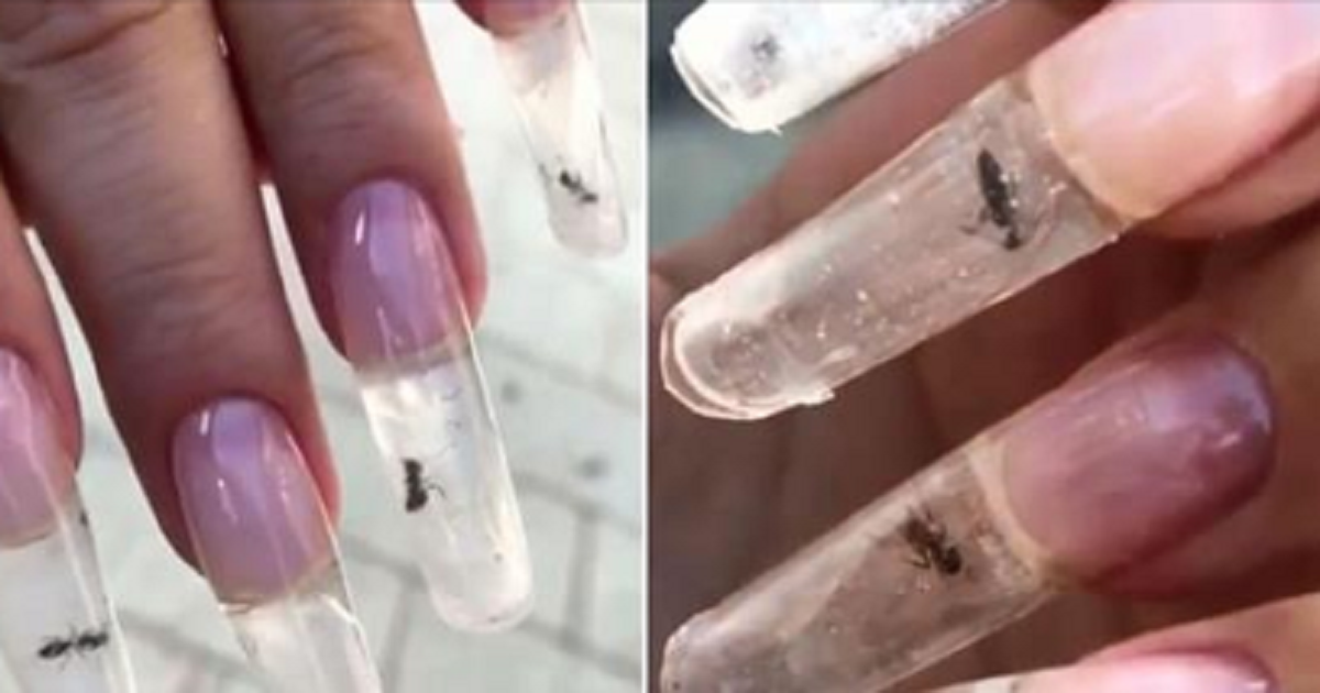 VIDEO: Ants Trapped in Acrylic Nails Seem Desperate for Freedom