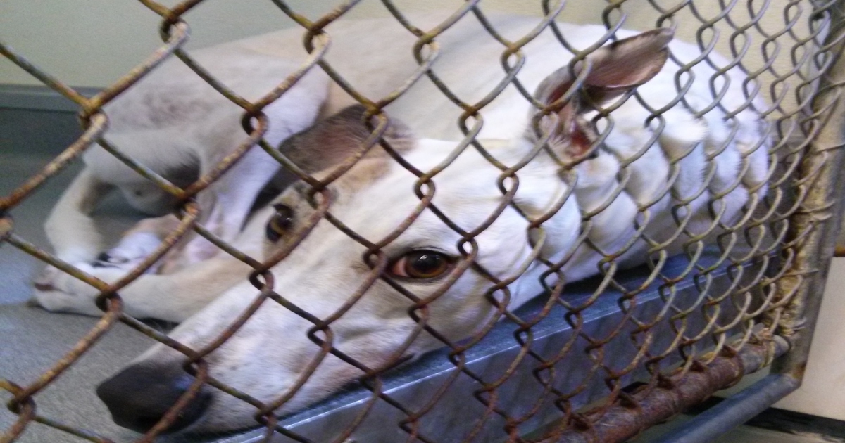 Sick, Injured, Greyhounds Imprisoned & Bled Repeatedly for Veterinary ...