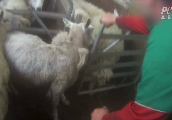 Sheep Beaten, Kicked, Cut, and Thrown Around in Scotland | PETA
