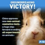 China Greenlights New Non-Animal Cosmetics Tests - News - PETA Asia