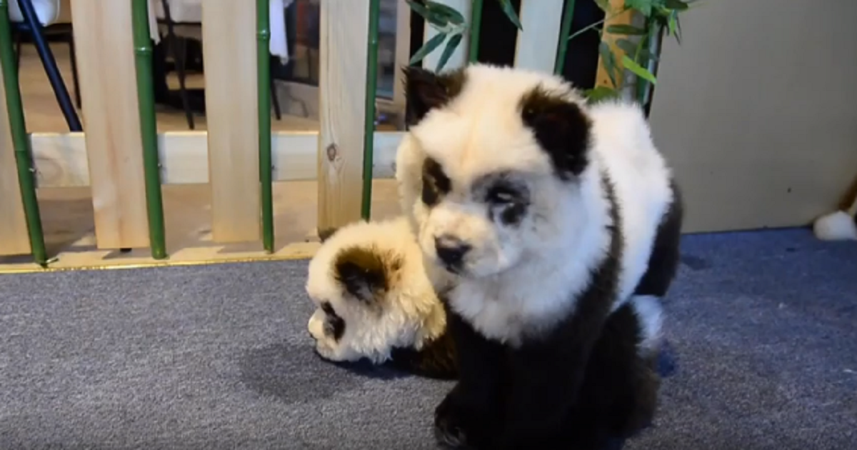 Disgusting: This Café Is Dyeing Dogs to Look Like Pandas - News - PETA Asia
