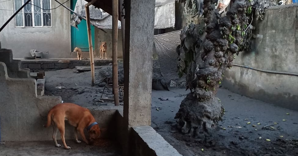 Video: Rescuers Save Dog Wrapped in Vine for Days on Taal Volcano ...