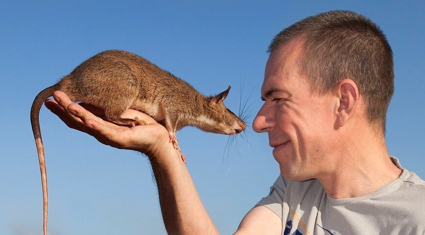 Year of the Rat: 15 Fascinating Facts About Rats - PETA Asia