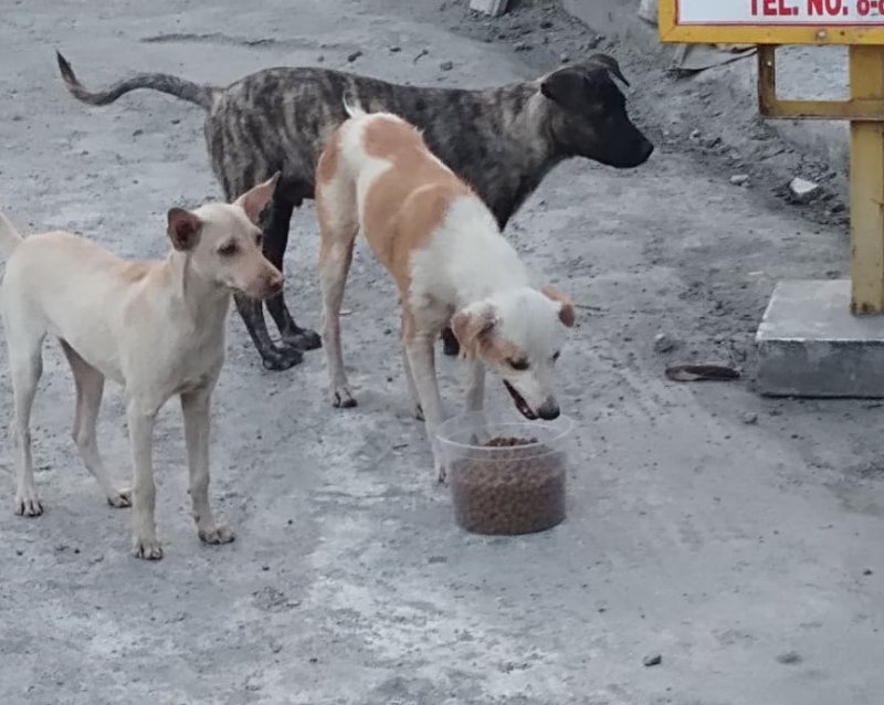 PETA's Rescue Team Is Still Helping Animals in Manila Despite Lockdown ...
