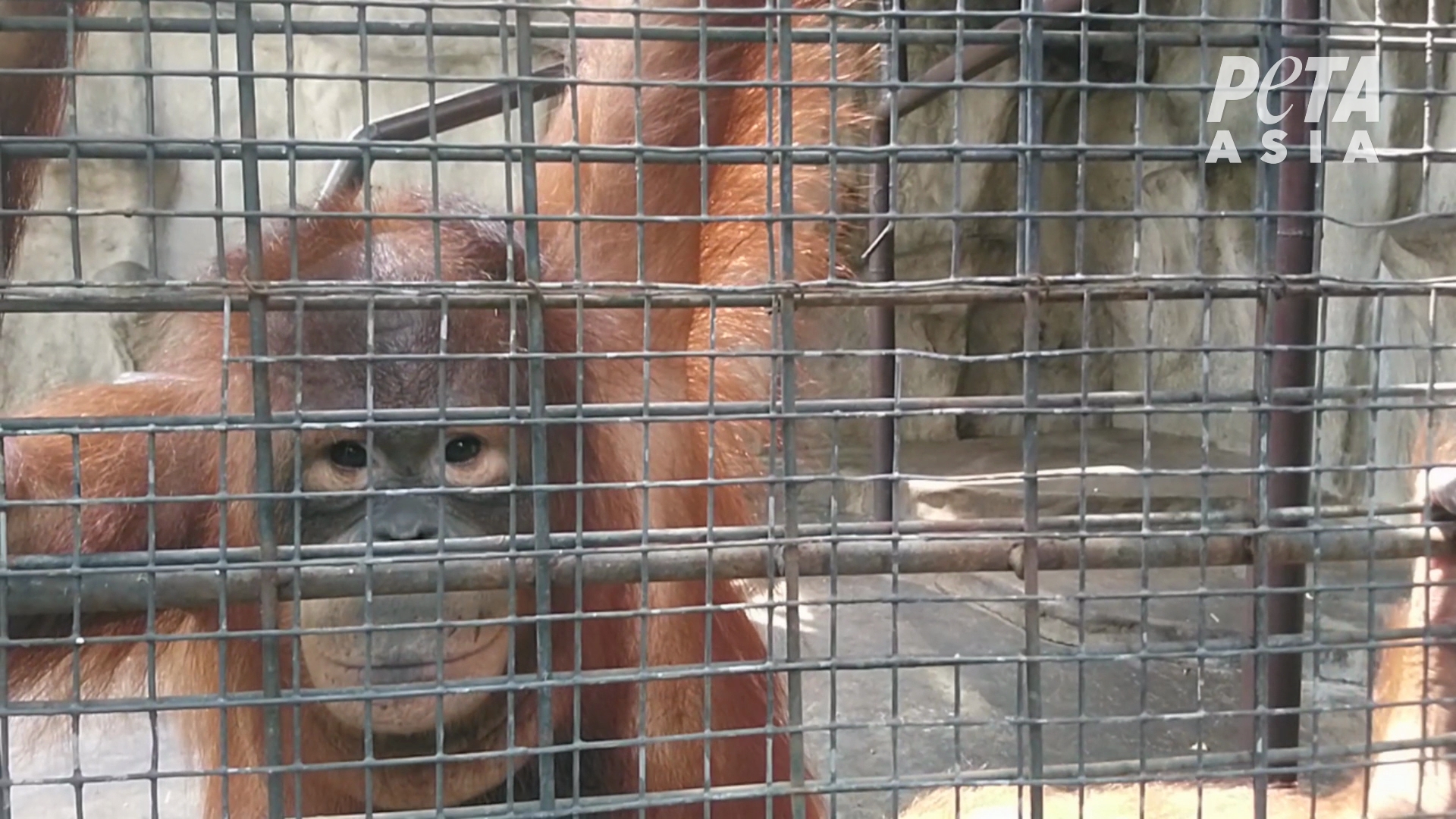 Animal Cruelty at Pata Zoo Sees Companies Leaving Department Store