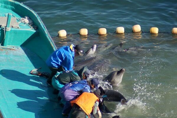 Taiji Dolphin Slaughter Ends With 740 Victims - News - PETA Asia