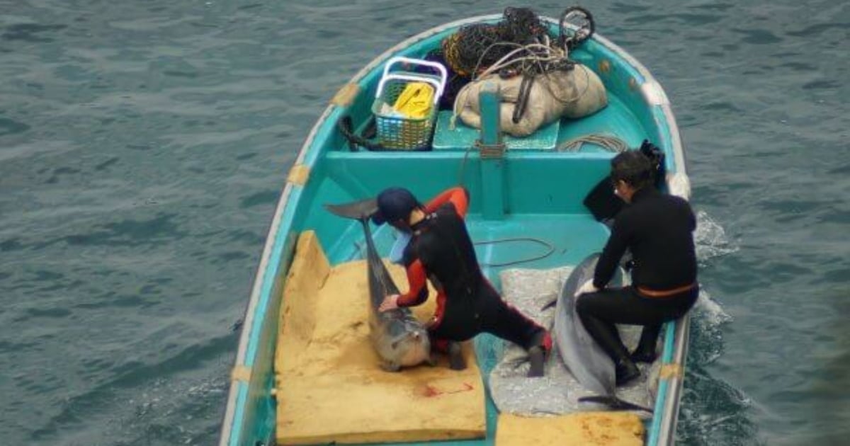 Taiji Dolphin Slaughter Ends With 740 Victims - News - PETA Asia