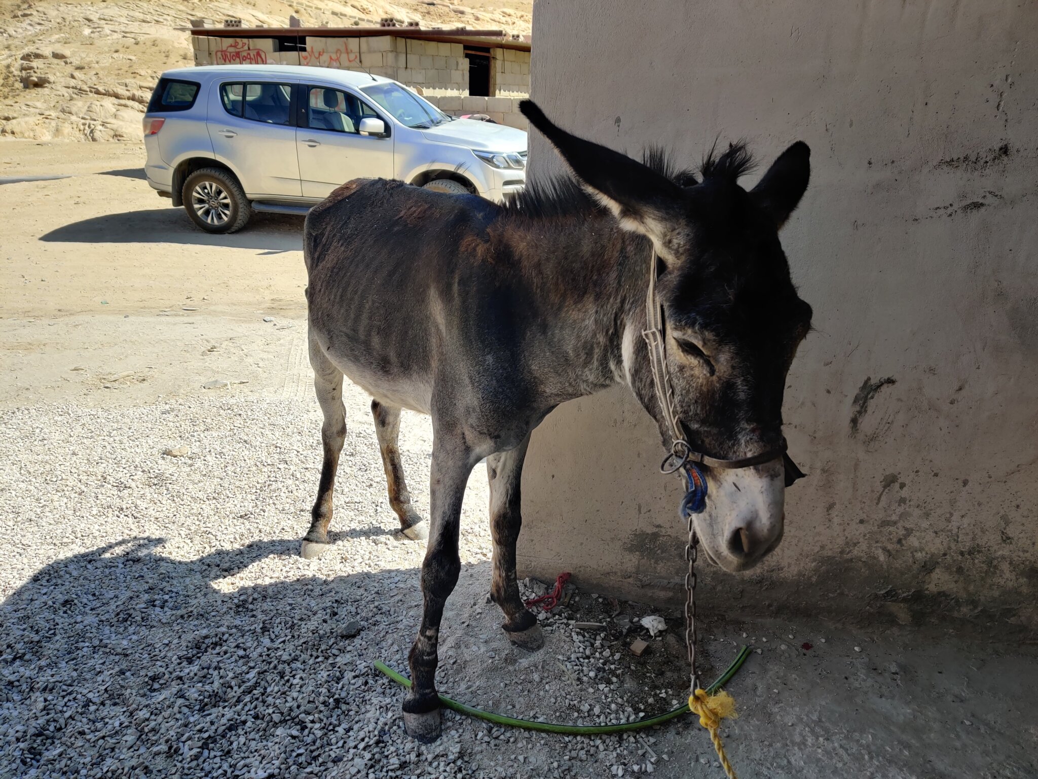 PETA-Supported Teams are Treating Petra’s Working Animals