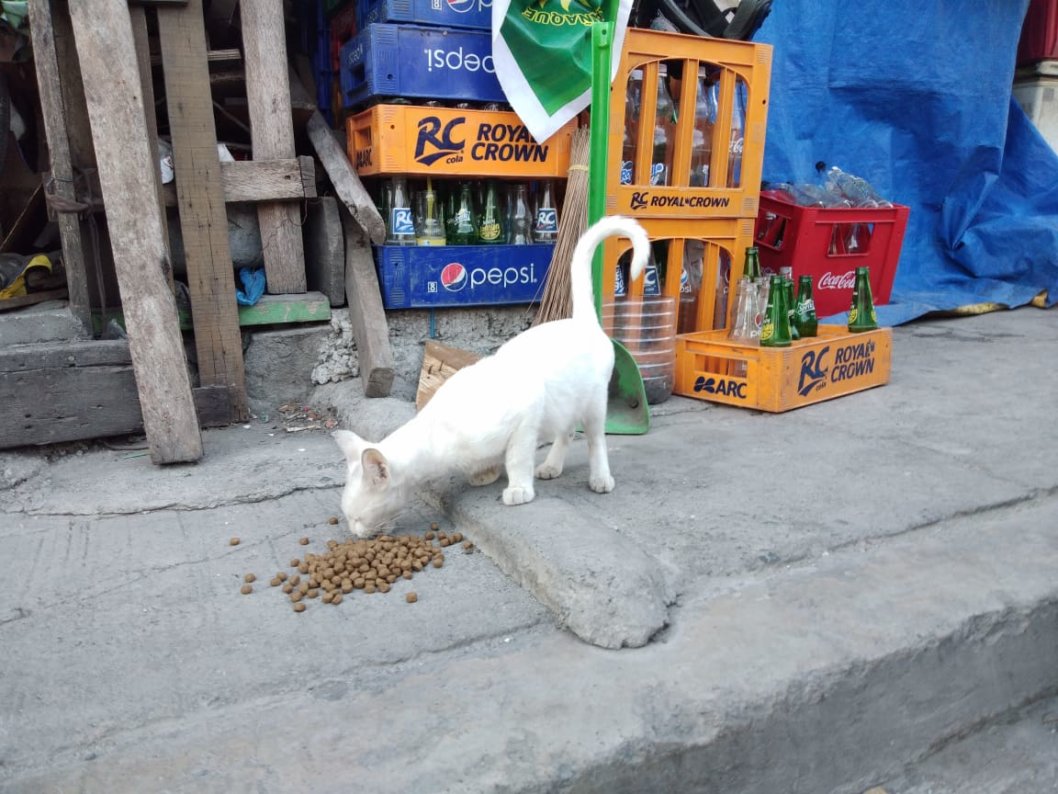 PETA's Rescue Team Is Still Helping Animals in Manila Despite Lockdown ...