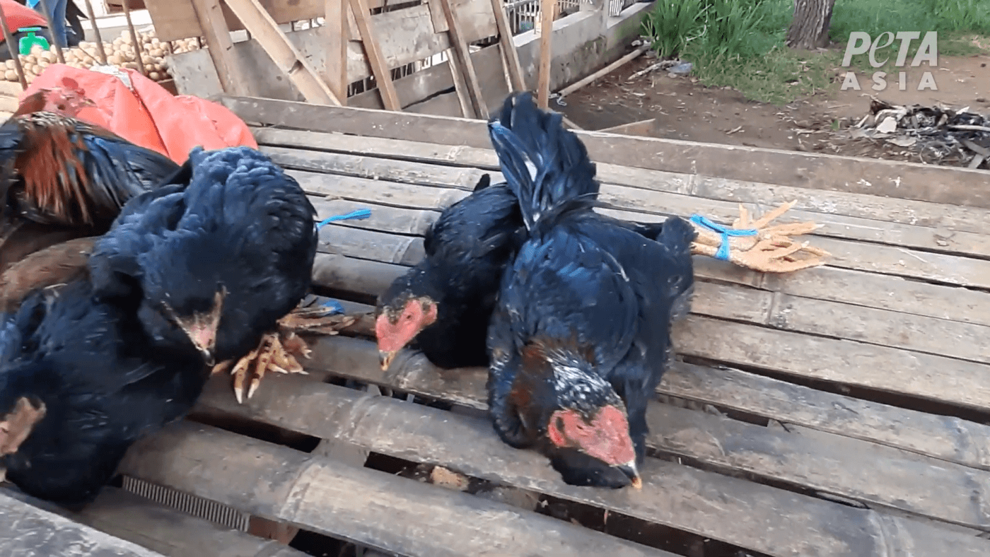 VIDEO: PETA Shows Wet Markets Are Still Operating, Despite COVID-19