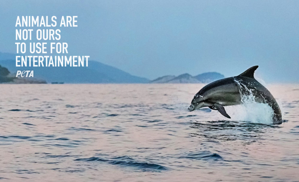 Free Zoom Backgrounds That Help Animals - Action Center - PETA Asia