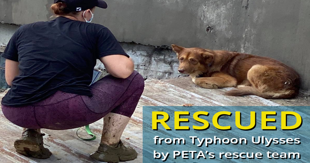 PETA Rescues Animals Affected by Typhoon Vamco (Typhoon Ulysses)