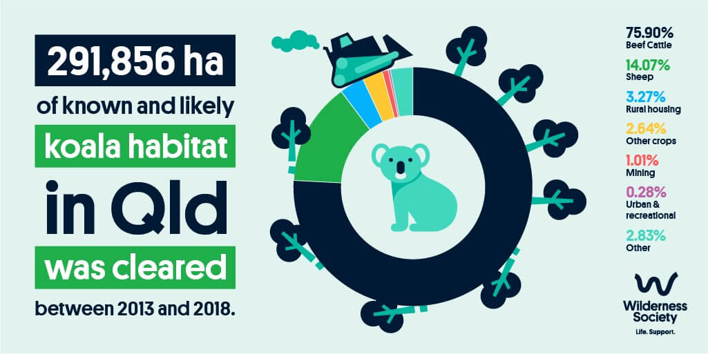 Why Eating Meat Is Killing Koalas - News - PETA Asia