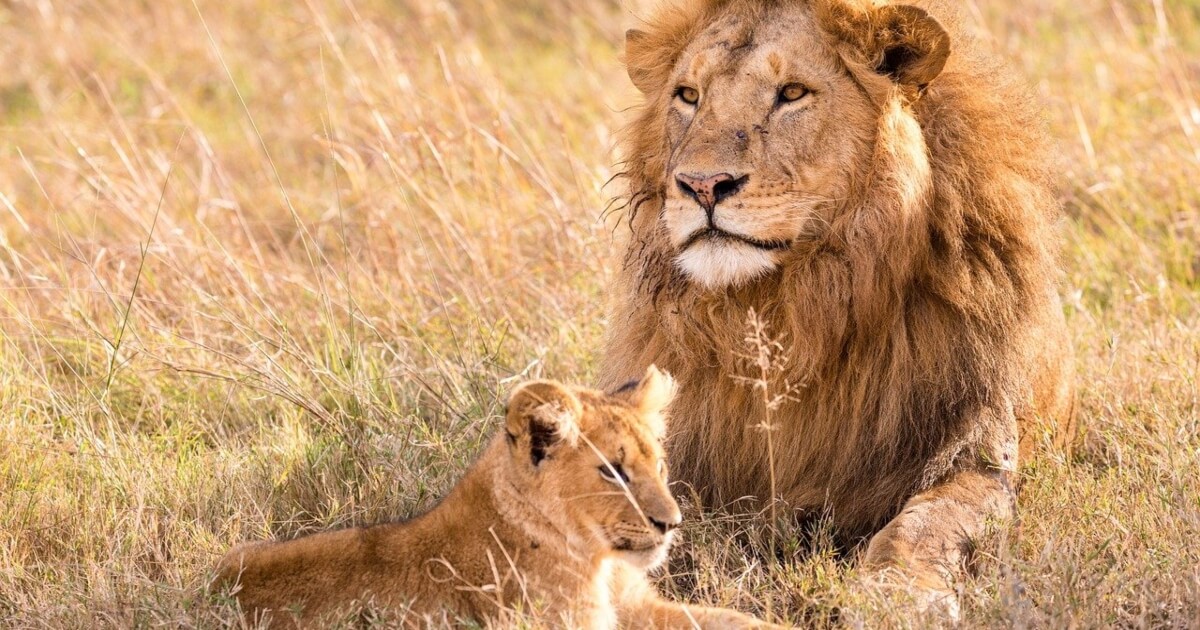 Progress! South Africa to Stop Breeding Lions for Hunting and Cub Petting Progress! South Africa to Stop Breeding Lions for Hunting and Cub Petting