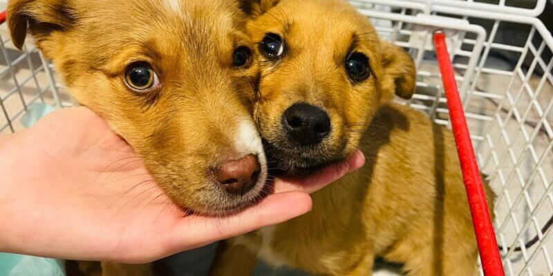 About PETA page 1 - PETA Asia