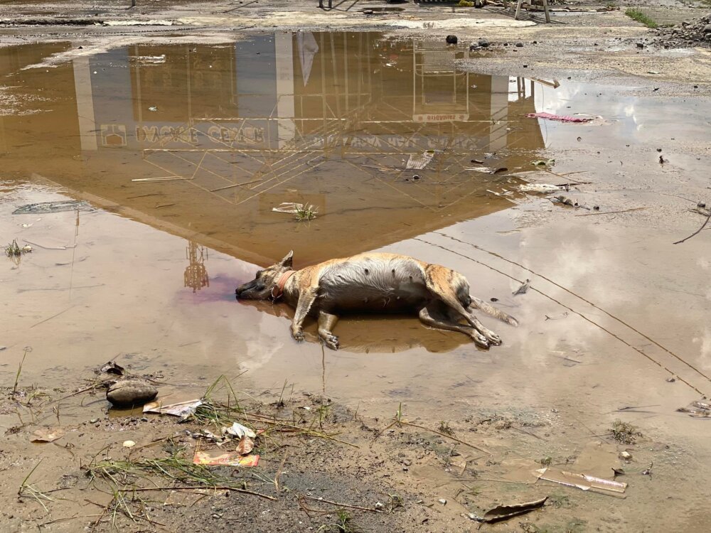 PETA Rescue Team on Scene Typhoon Noru Rips Through Central Philippines