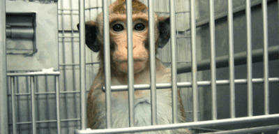 People for the Ethical Treatment of Animals | Animal Rights in Asia