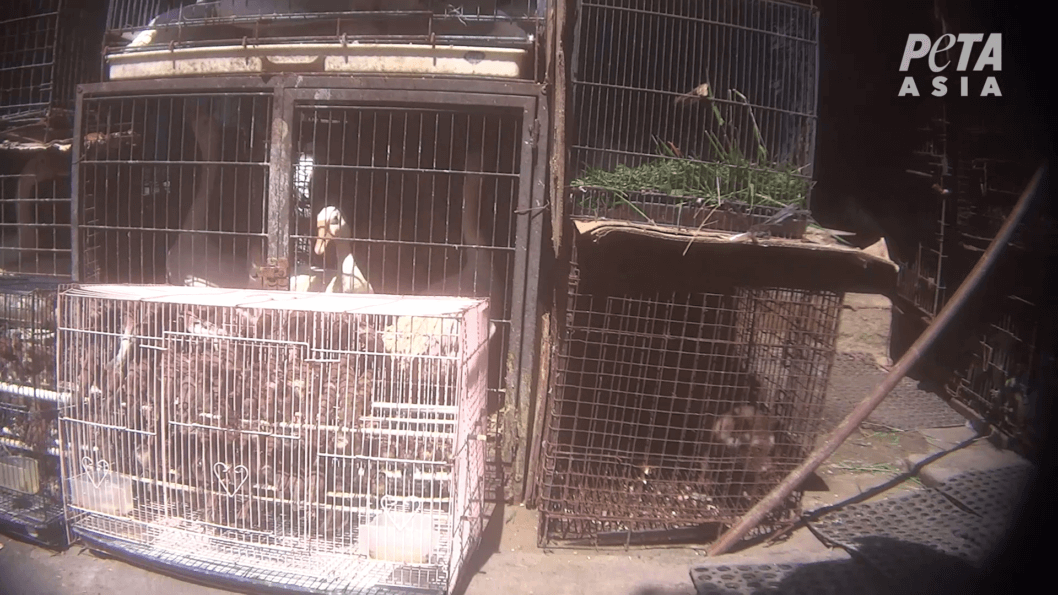 Wildlife Trafficking Openly Perpetrated at Satria Bird Market - News ...