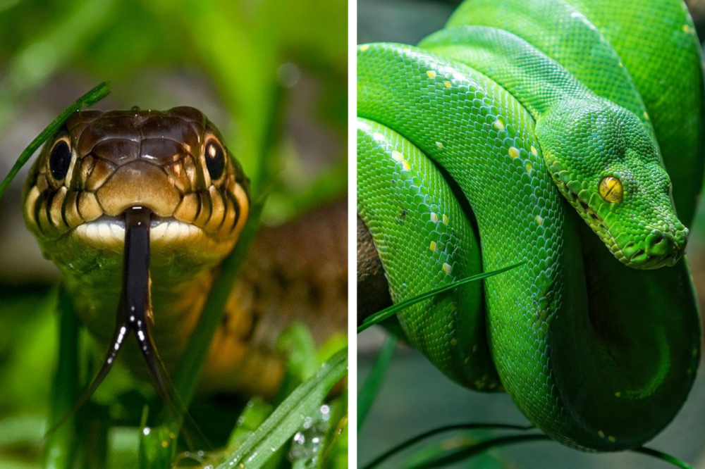 Make the Year of the Snake a Year for Snakes | PETA