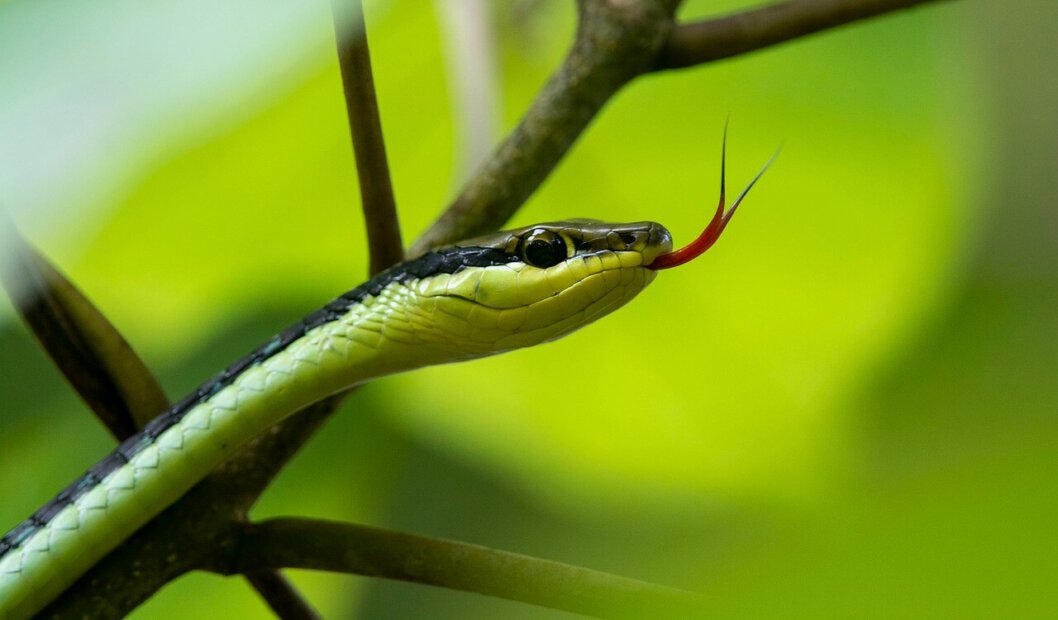 Make the Year of the Snake a Year for Snakes | PETA